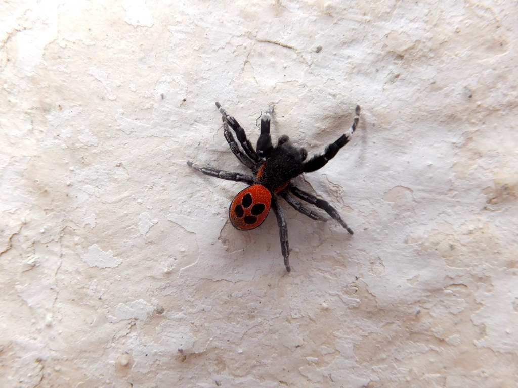 Eresus from Northern Aegean, Griechenland on June 06, 2013 at 12:19 PM ...