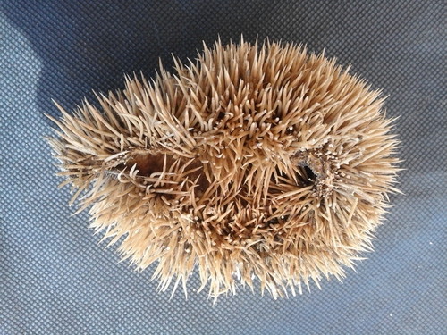 Namibian Hedgehog (Subspecies Atelerix frontalis angolae) · iNaturalist