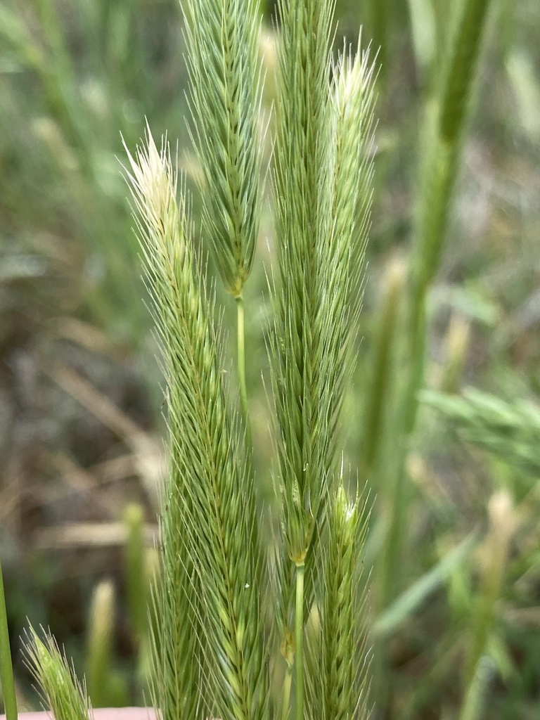little barley from Blue Heaven Rd, Patagonia, AZ, US on May 18, 2023 at ...