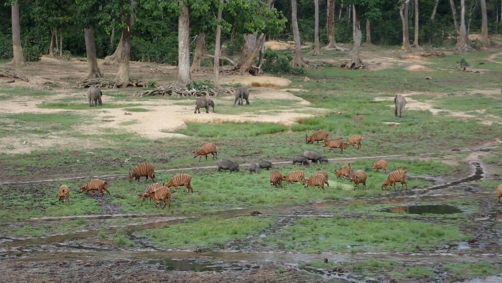 Giant Forest Hog from Dzanga Bai, Central African Republic on April 21 ...