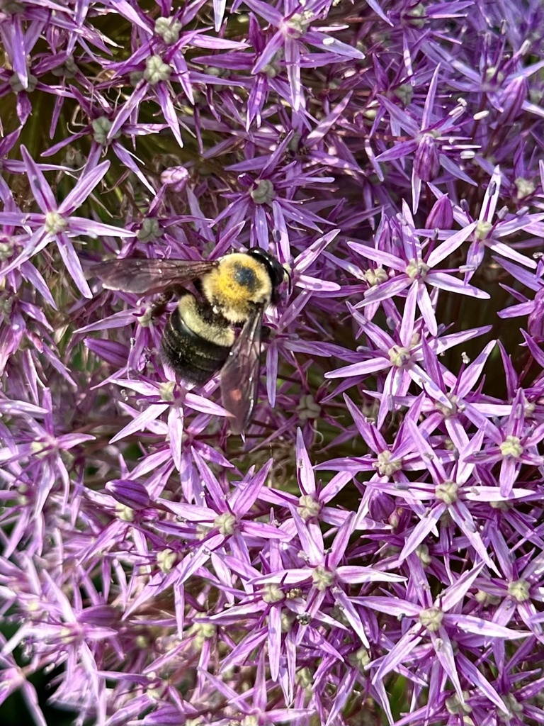 Eastern Carpenter Bee from Alpine Dr, Saint Louis, MO, US on May 18 ...