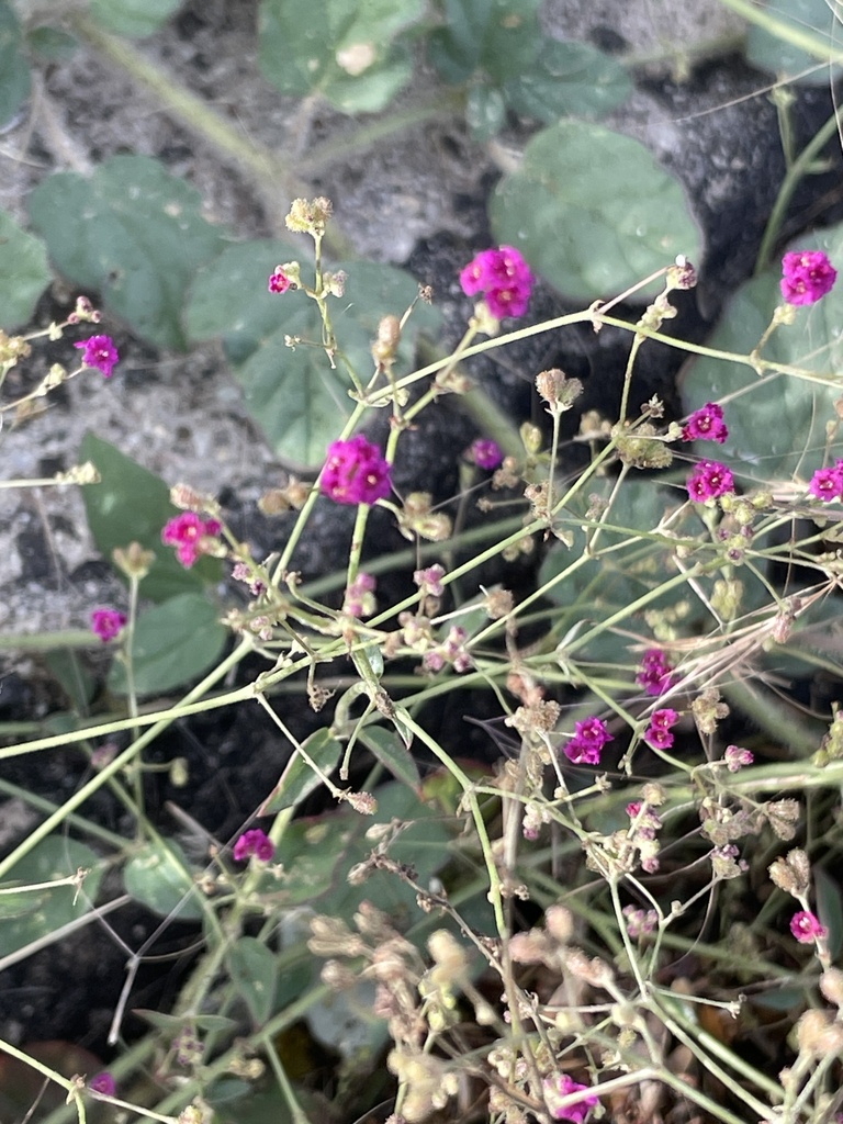 scarlet spiderling from Coronado National Forest, Tucson, AZ, US on May ...