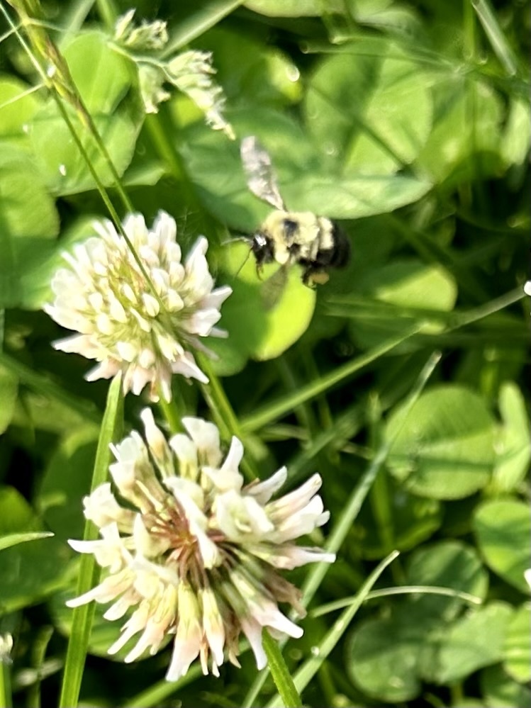 Two-spotted Bumble Bee from Alpine Dr, Saint Louis, MO, US on May 18 ...