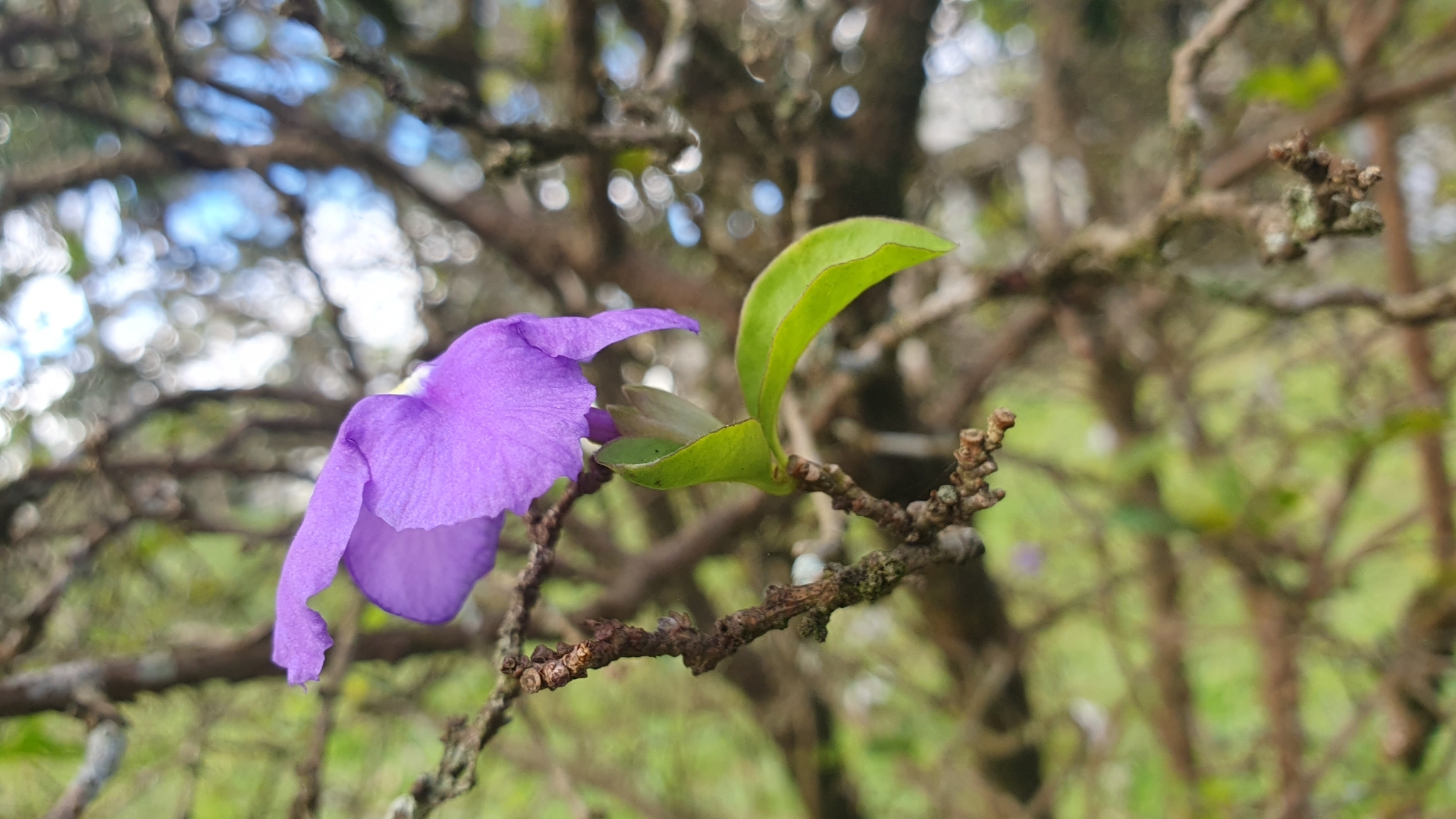 Brunfelsia uniflora (Pohl) D.Don