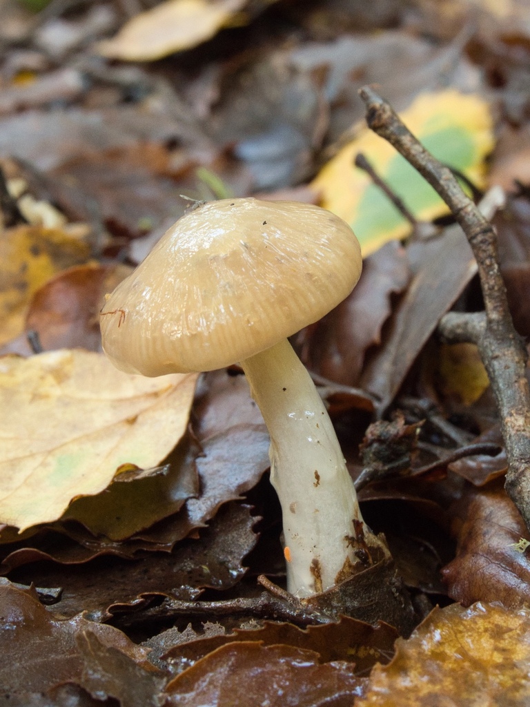 Webcaps from St Arnaud 7072, New Zealand on May 14, 2023 at 10:50 AM by ...