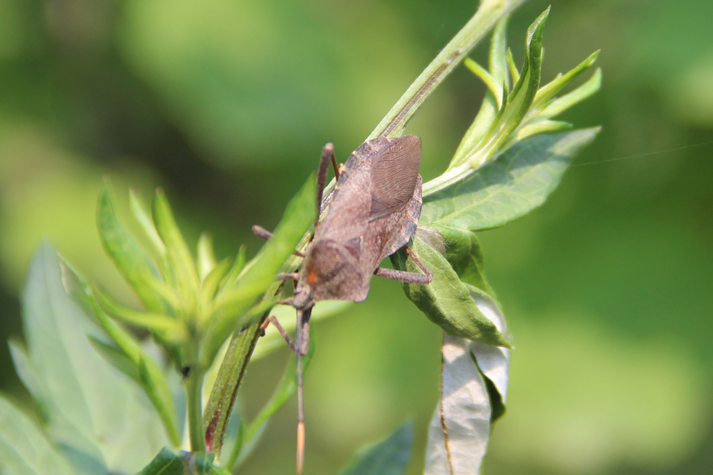Ochrochira qingshanensis from 中国北京市延庆区珍珠泉乡 on June 22, 2015 at 11:27 AM ...
