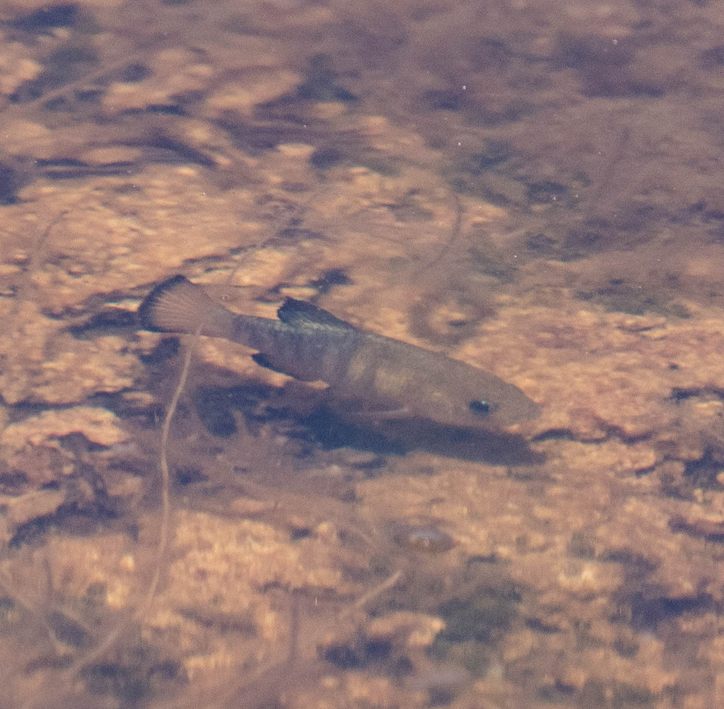 Saratoga Springs Pupfish in April 2023 by Dan Fitzgerald (Fitz ...