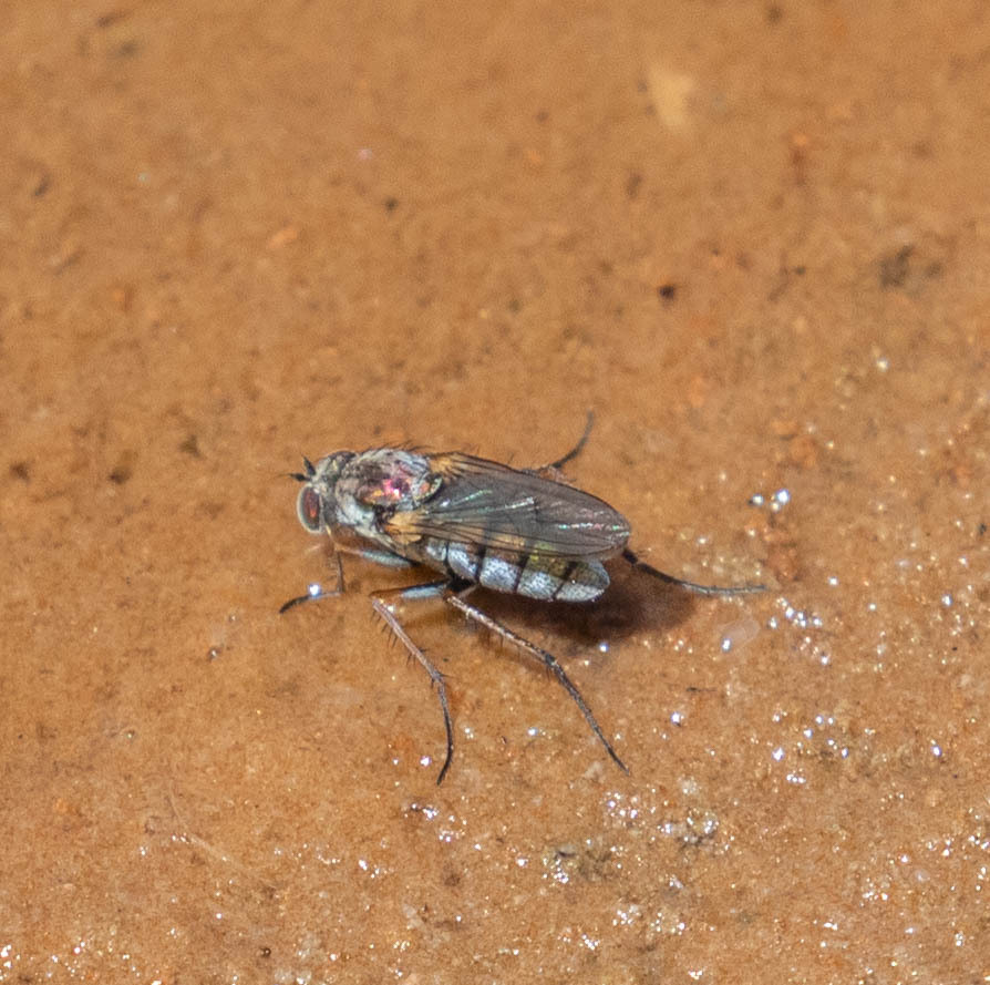 Tachytrechus from San Bernardino County, CA, USA on April 26, 2023 at ...