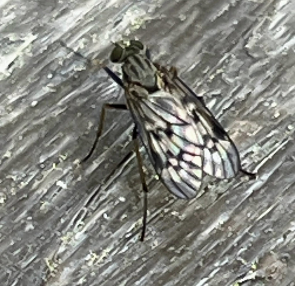 Lesser Variegated Snipe Fly from Greenbelt, MD, USA on May 18, 2023 at ...