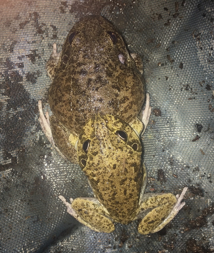 New Holland Frog in November 2018 by QuestaGame. Sighting and photos (c ...