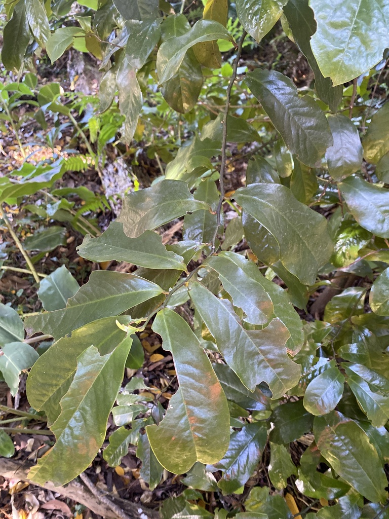 Bolwarra from Parkes St, Helensburgh, NSW, AU on May 19, 2023 at 08:29 ...