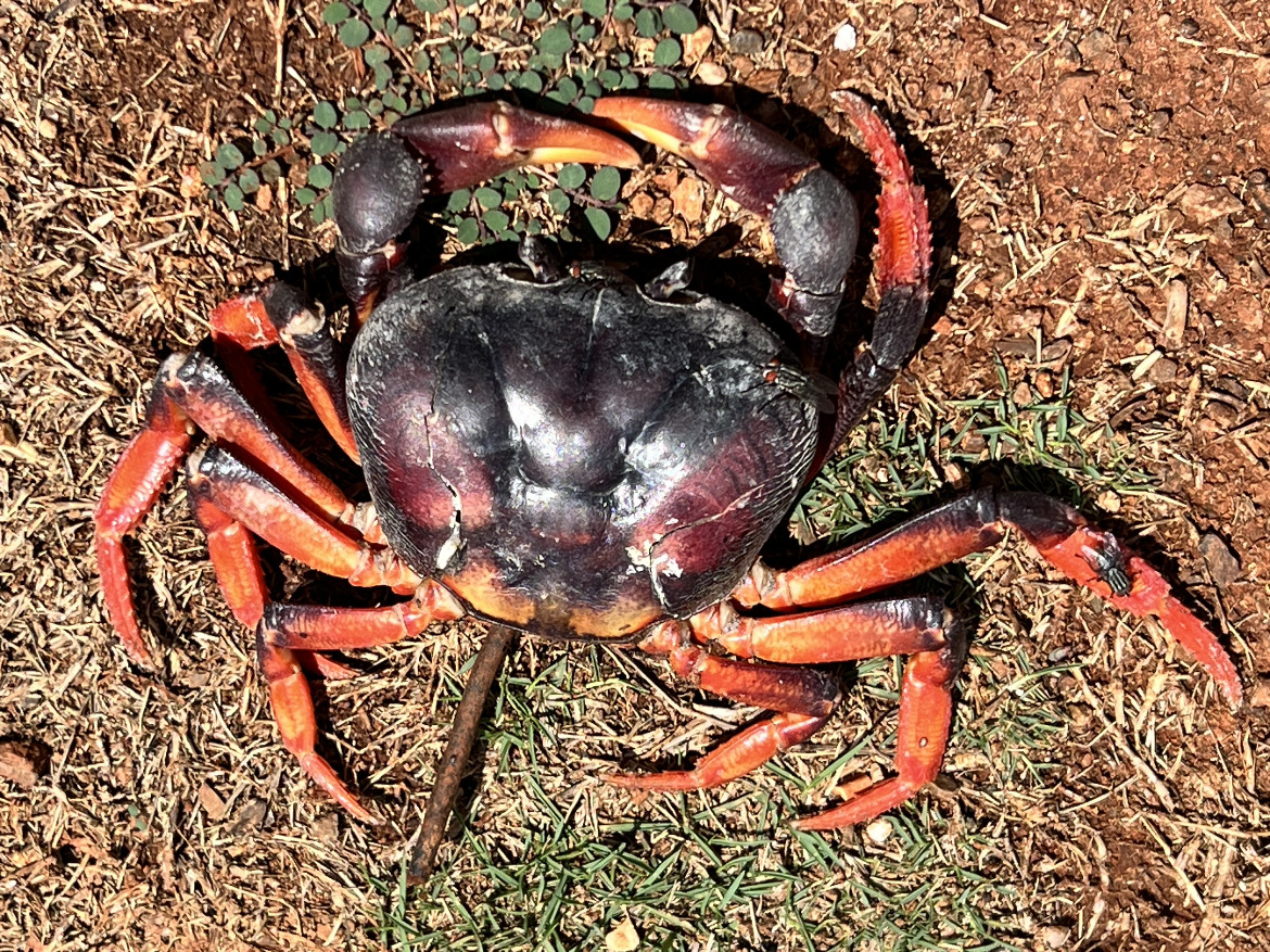 Gecarcinus ruricola (Linnaeus, 1758)