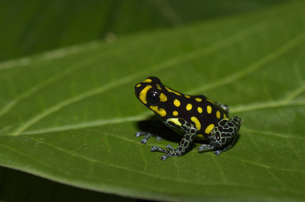 Spotted Poison Frog from Porto Walter - AC, Brasil on December 28, 2022 ...