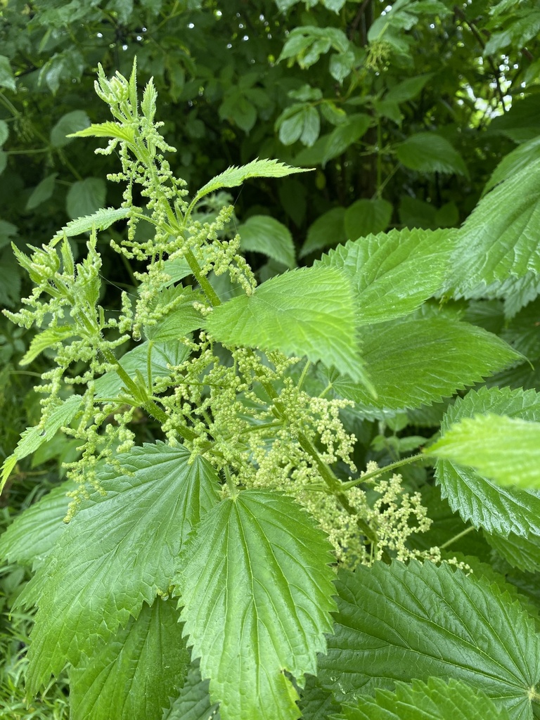 great stinging nettle from Phillip Burton Wilderness, Inverness, CA, US ...