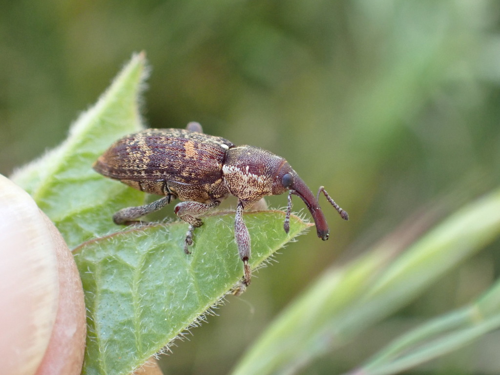 Pine Weevils from Lane County, OR, USA on May 18, 2023 at 11:33 AM by ...