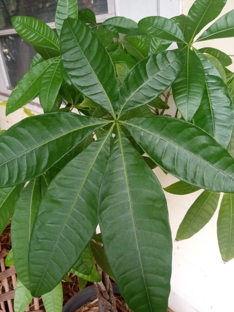 provision tree from Gulfport on May 18, 2023 at 07:05 PM by flhooker ...