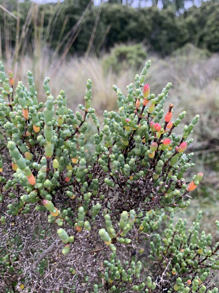 Shrubby Glasswort from McCallum St, Hastings, VIC, AU on May 19, 2023 ...
