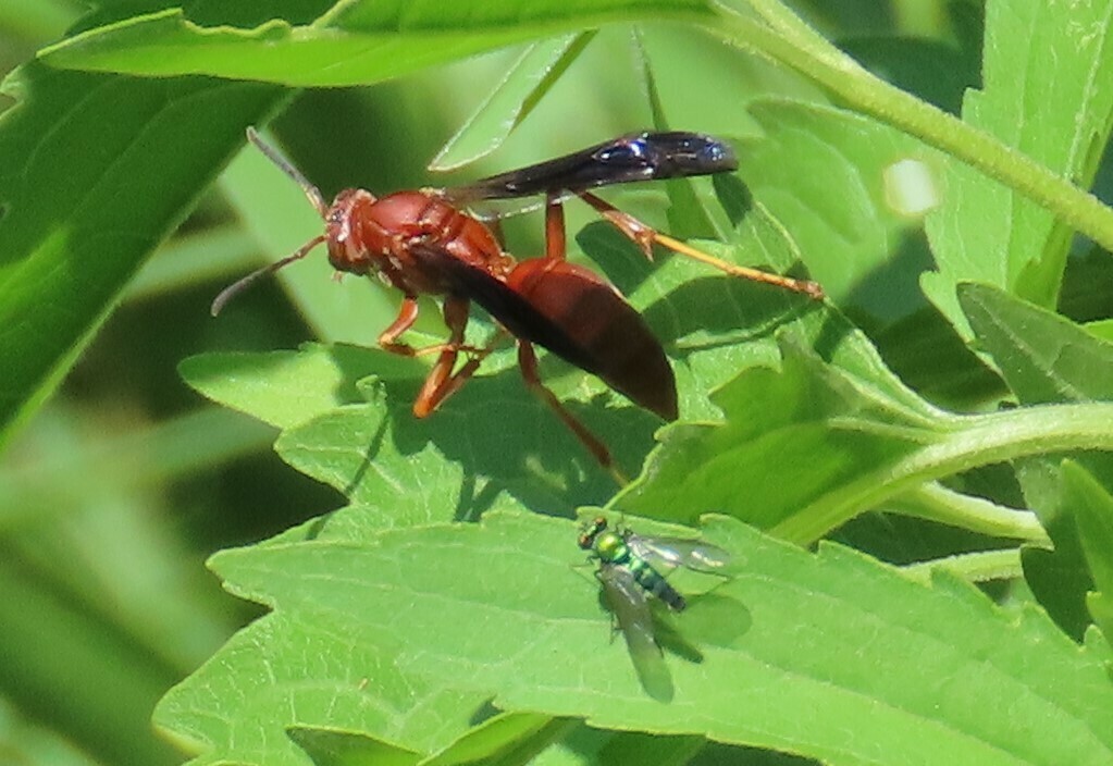 fuscatus-group Paper Wasps from Missouri City, TX, USA on May 18, 2023 ...