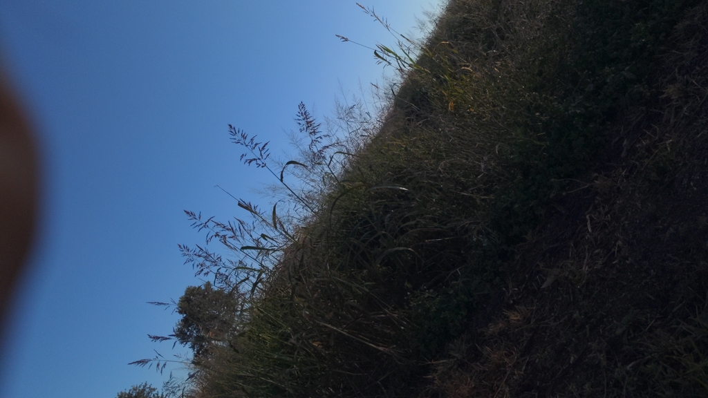 Something by Neil Huth · iNaturalist