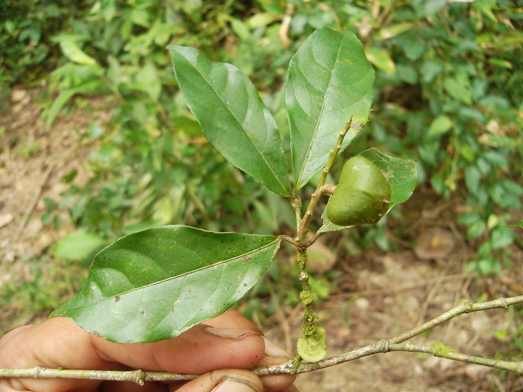 (Rinorea viridifolia) - Botanical Realm