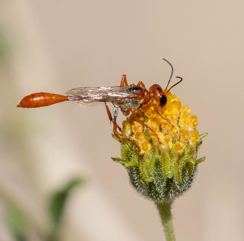 Ammophila aphrodite from San Bernardino County, CA, USA on April 27 ...