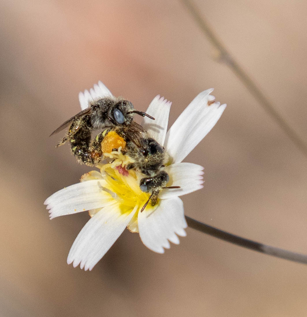 Calliopsis puellae from San Bernardino County, CA, USA on April 27 ...