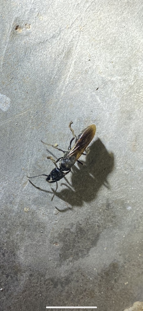 African stink ant from Kindia, Kindia, GN on May 18, 2023 at 09:56 PM ...