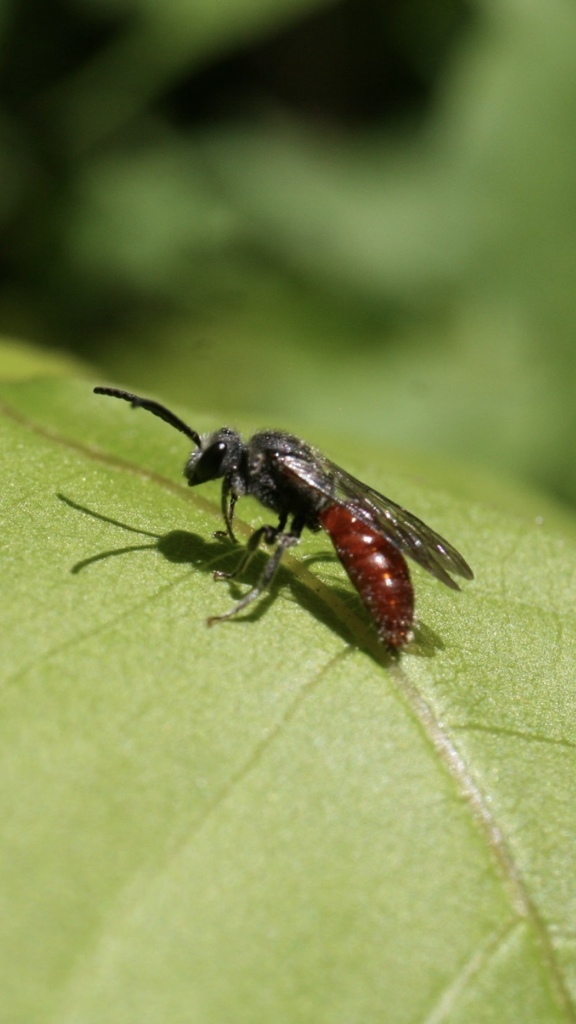 Buttercup Blood Bee from North Framingham, Framingham, MA, US on May 18 ...