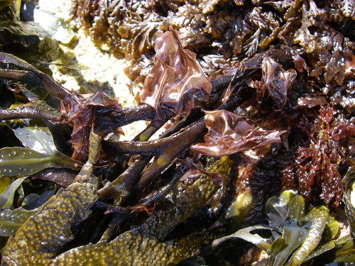 Pyropia leucosticta · iNaturalist