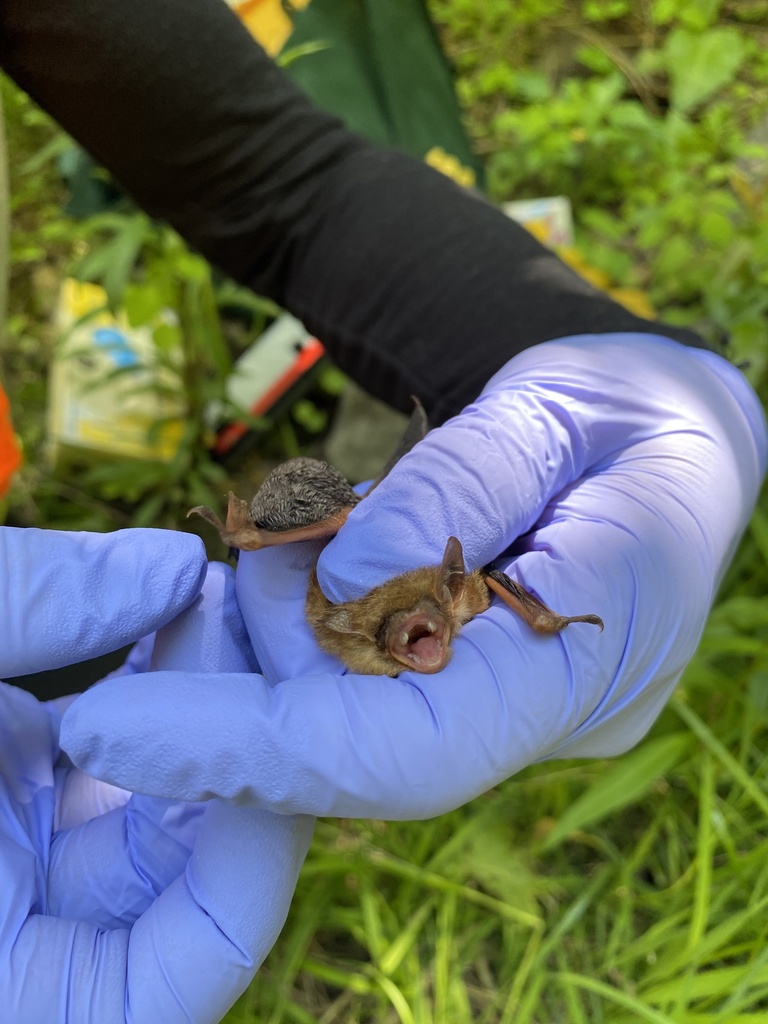 Tricolored Bat in May 2023 by adbunger · iNaturalist