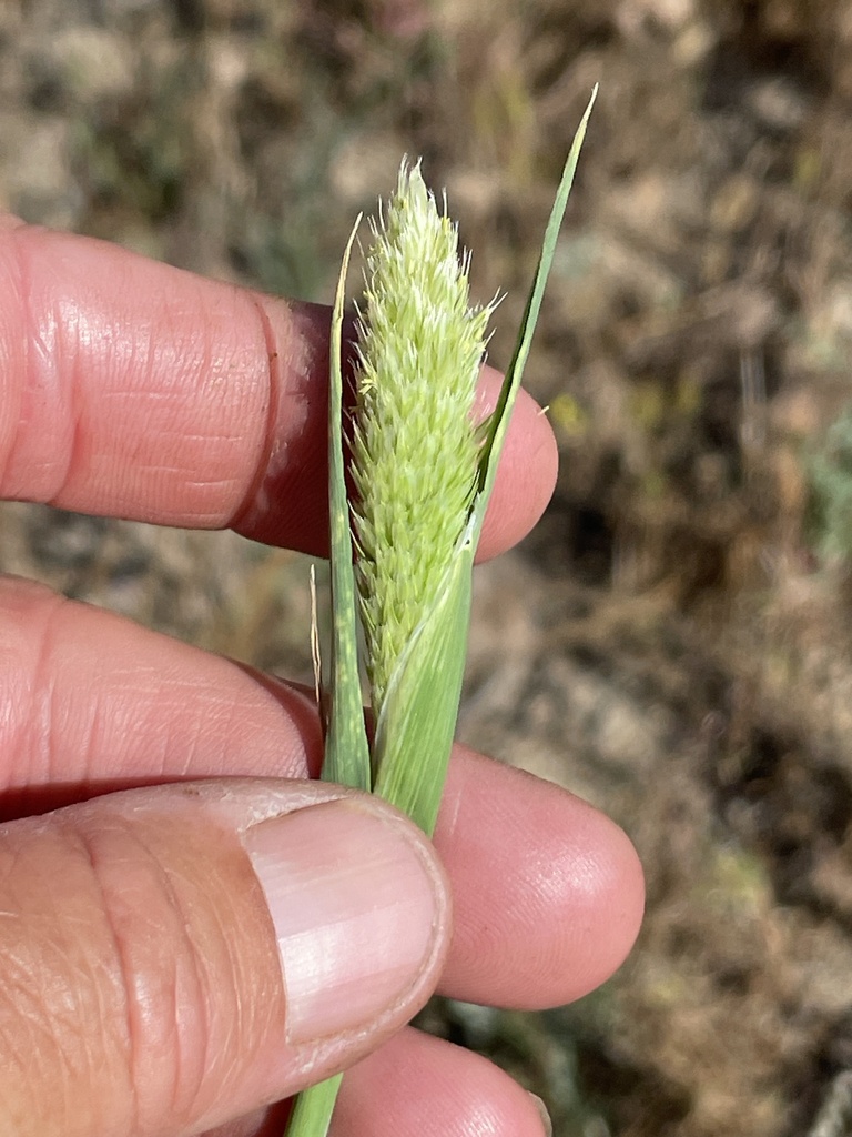sunolgrass from San Diego County, US-CA, US on May 18, 2023 at 09:26 AM ...