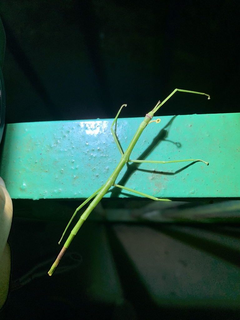 Ramulus rotundus from 林村, 新界, HK on May 18, 2023 at 10:13 PM by wongsw ...