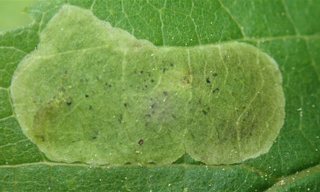 Agromyza from 2420 N Kenmore St, Arlington, VA 22207, USA on May 18 ...