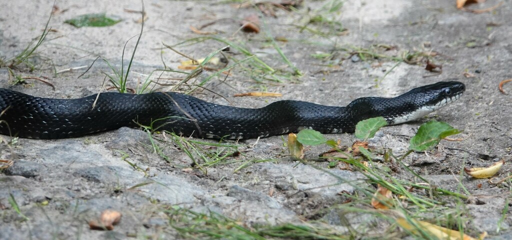 Eastern Ratsnake from King and Queen County, VA, USA on May 16, 2023 at ...