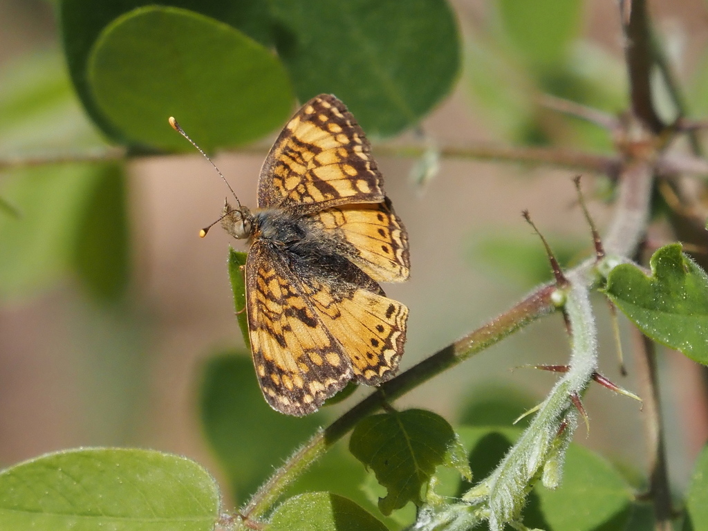Mylitta Crescent from Gila County, AZ, USA on May 12, 2023 at 01:44 PM ...