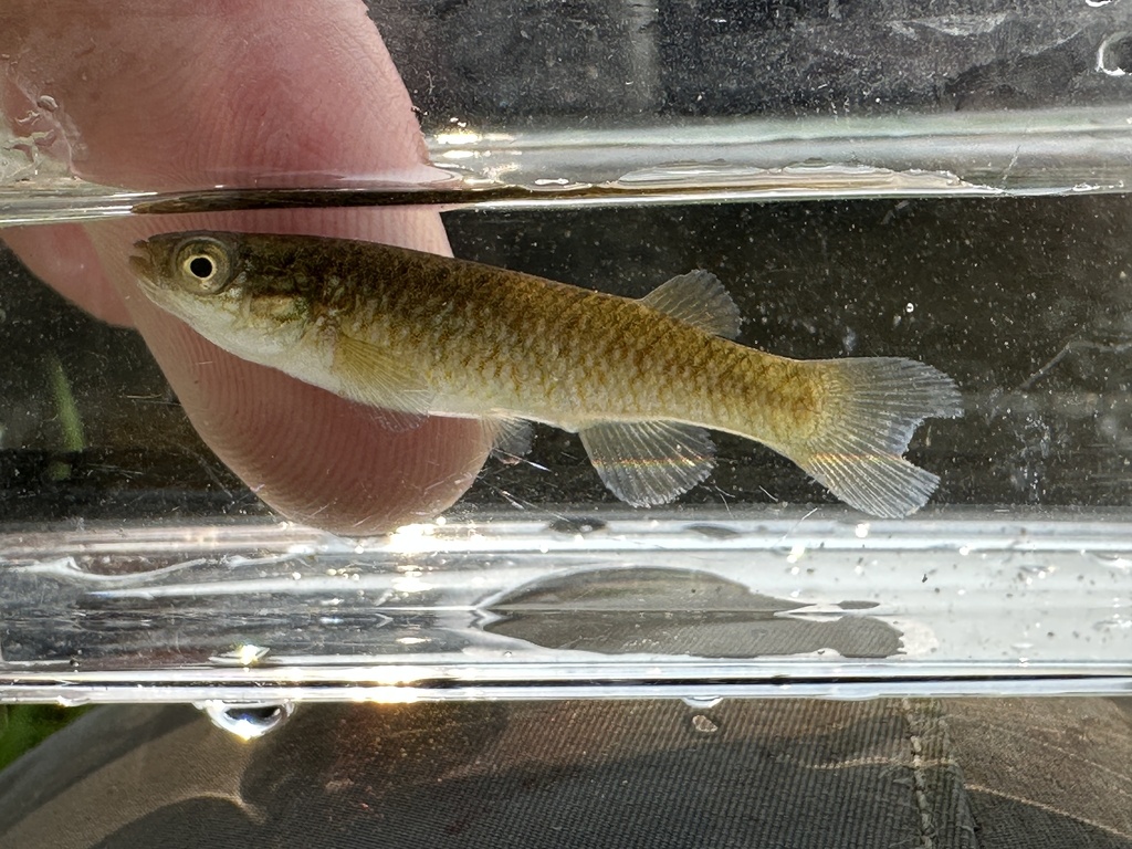 Plains Topminnow in May 2023 by Matthew Kvam · iNaturalist