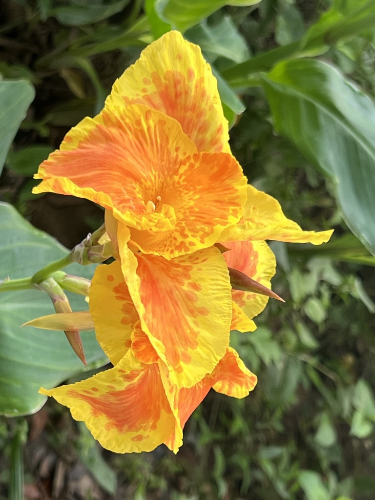 orchid canna (Canna × orchioides) - Botanical Realm