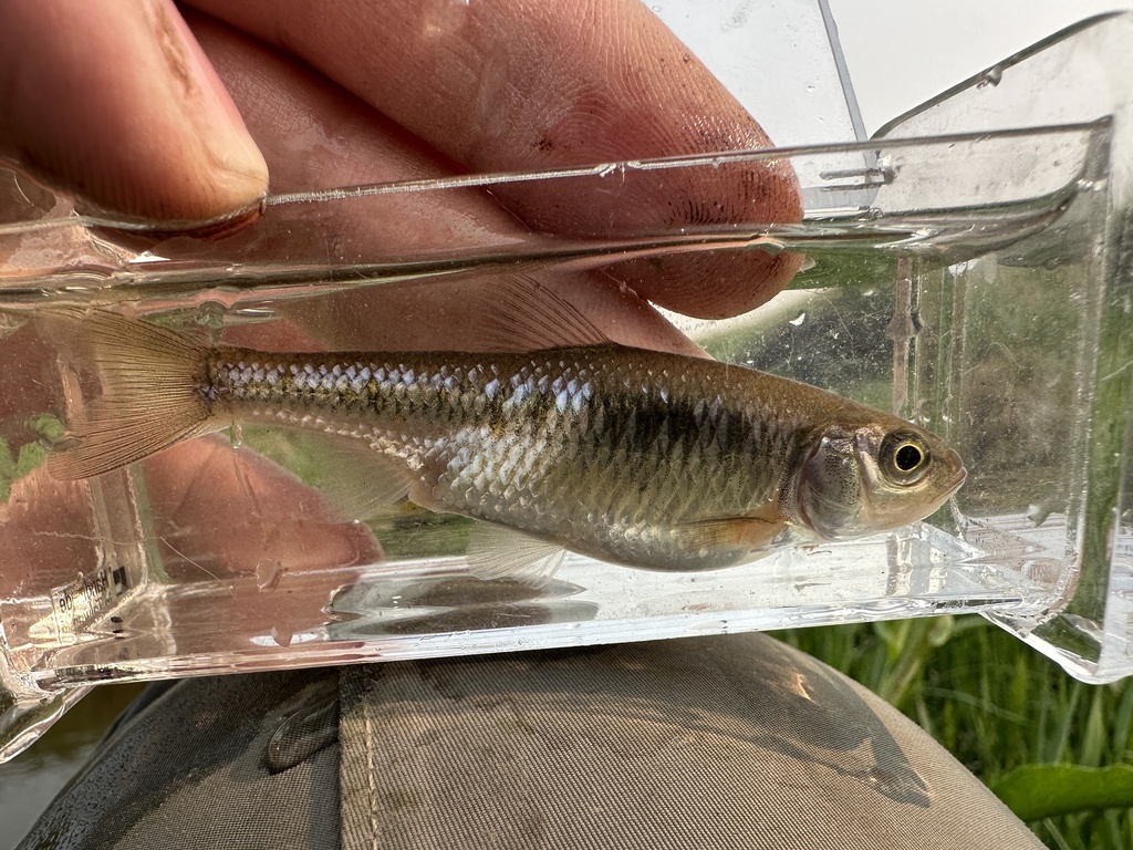 Common Shiner from 130th Ave, Edgerton, MN, US on May 18, 2023 at 05:16 ...