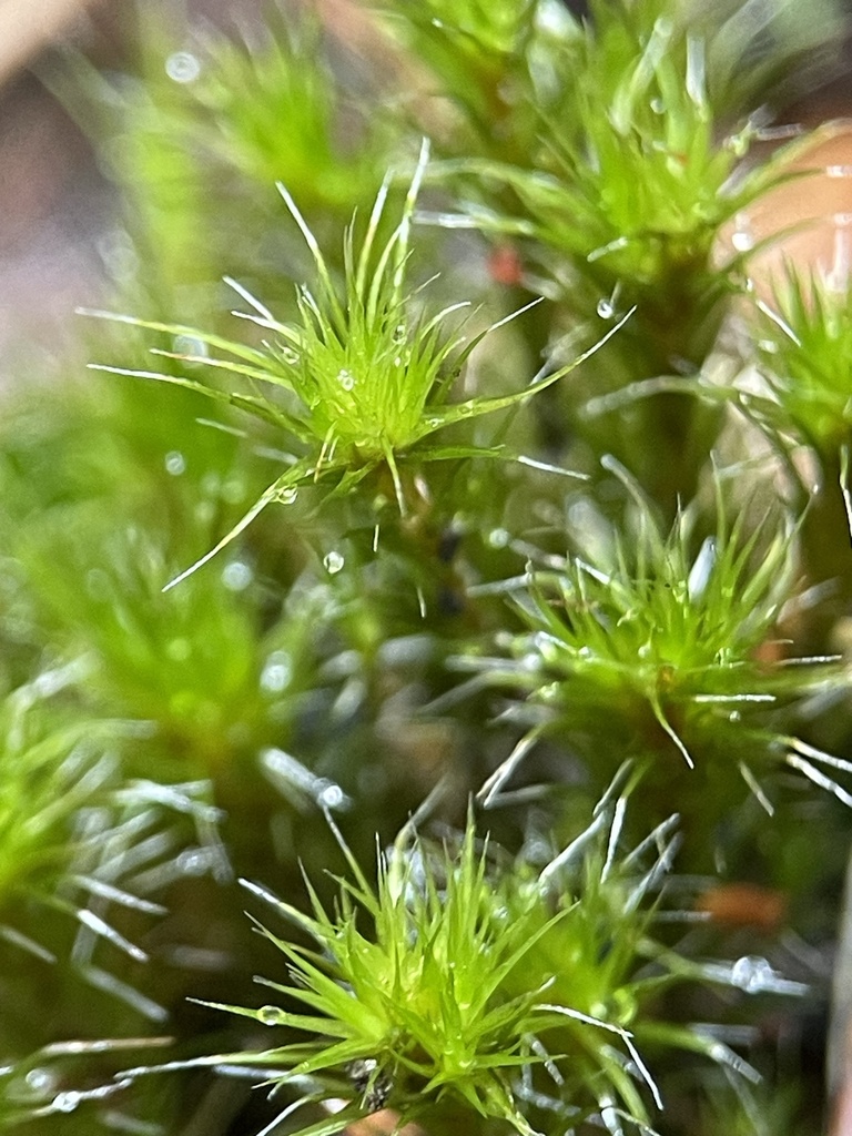 Campylopus from Boundary Tk E, Frankston South, VIC, AU on May 19, 2023 ...