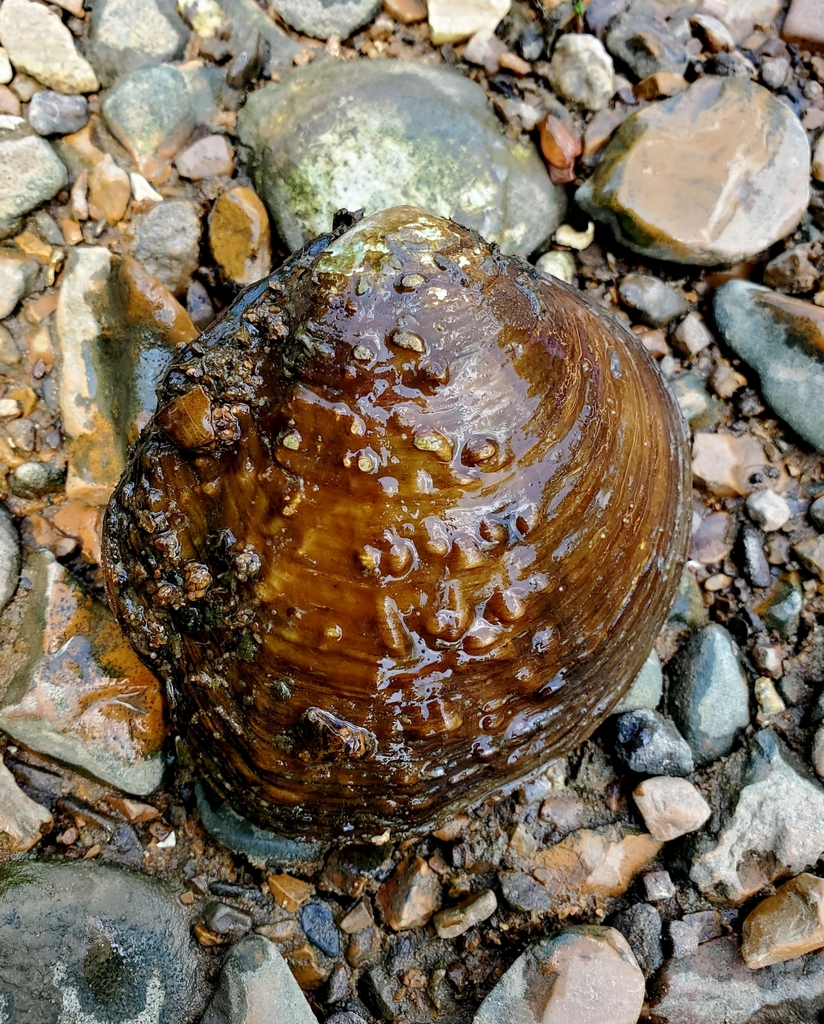 Purple Wartyback from Washington Township, MO, USA on May 18, 2023 at ...