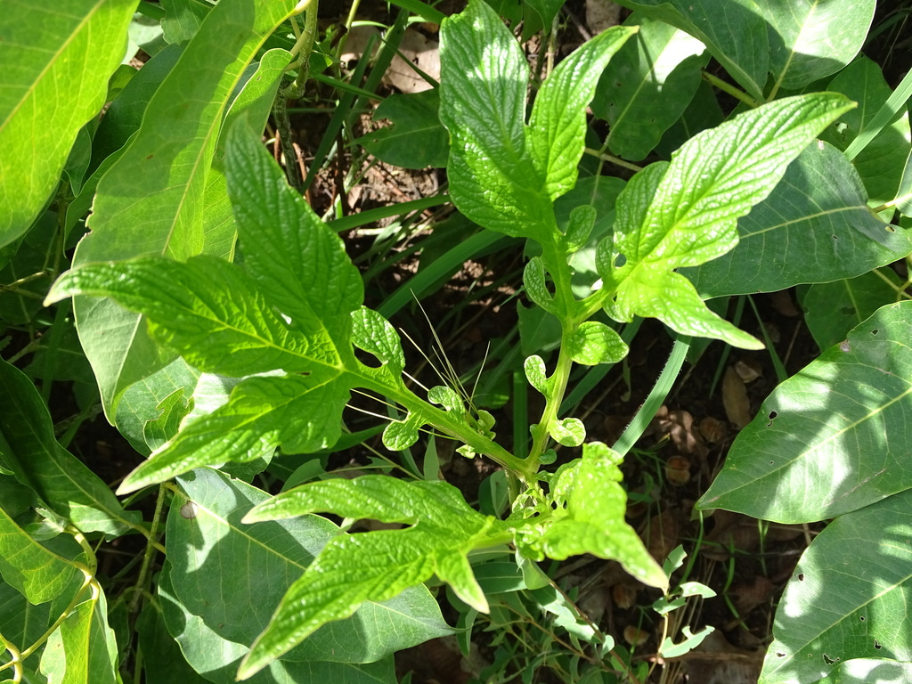 Polynesian Arrowroot from Natitingou, Bénin on May 11, 2023 at 10:09 AM ...
