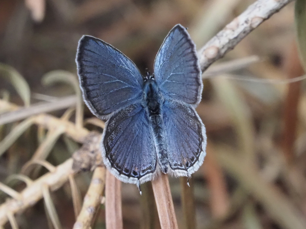 Western Tailed-Blue from Gila County, AZ, USA on May 12, 2023 at 02:13 ...