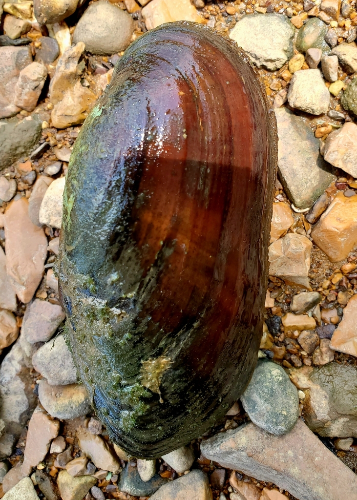 Black Sandshell from Washington Township, MO, USA on May 18, 2023 at 12 ...