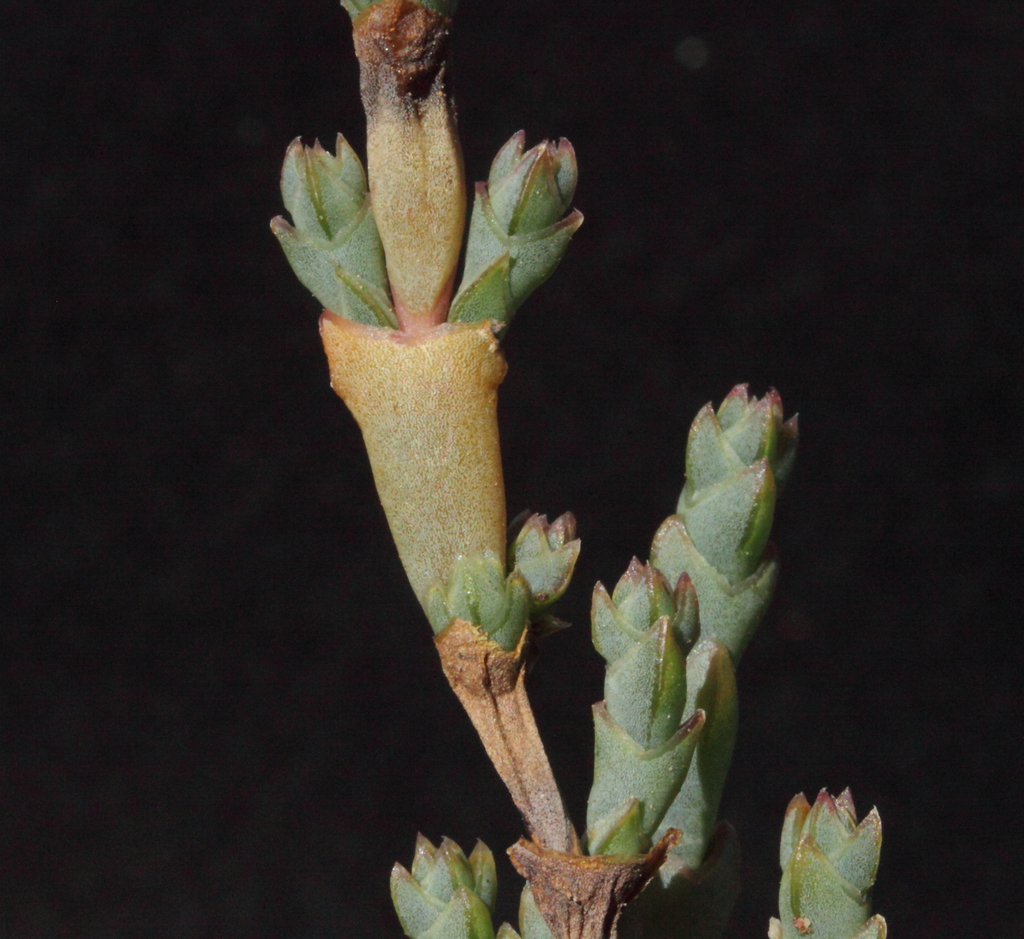 fused glasswort from Shackleton WA 6386, Australia on July 3, 2019 at ...