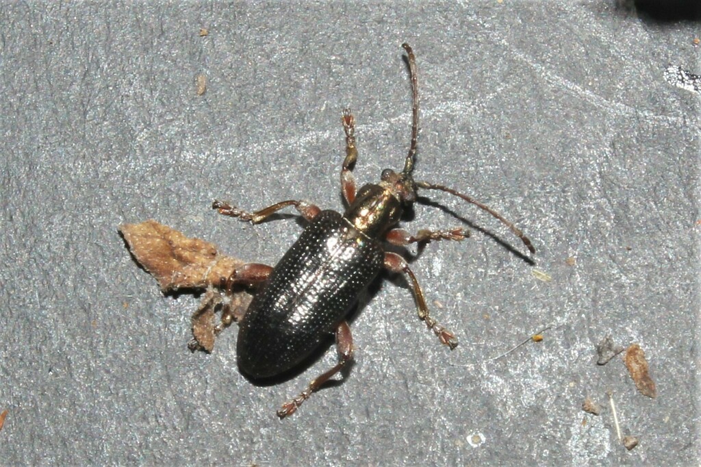 Plateumaris shoemakeri from Ashley, PA 18706, USA on May 18, 2023 at 04 ...