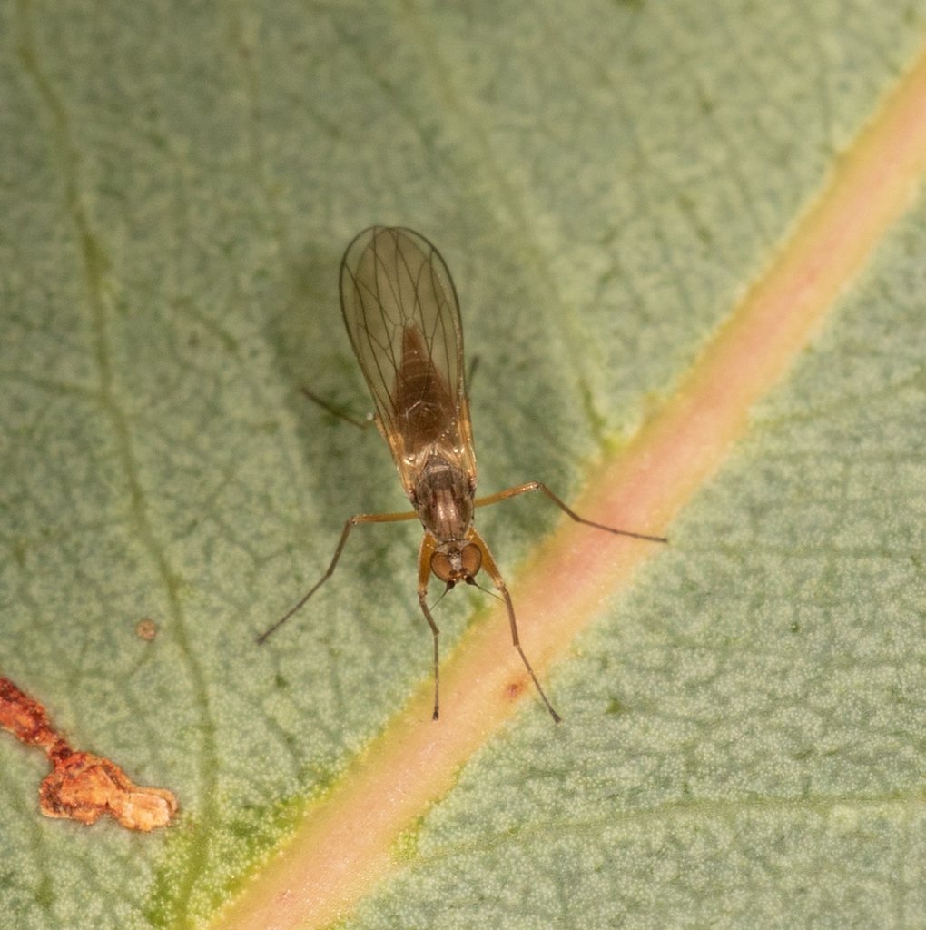 Dance Flies from Kyeema SA 5172, Australia on May 06, 2023 at 01:05 PM ...