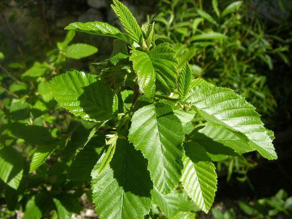 Arizona alder (Alnus oblongifolia) - Botanical Realm