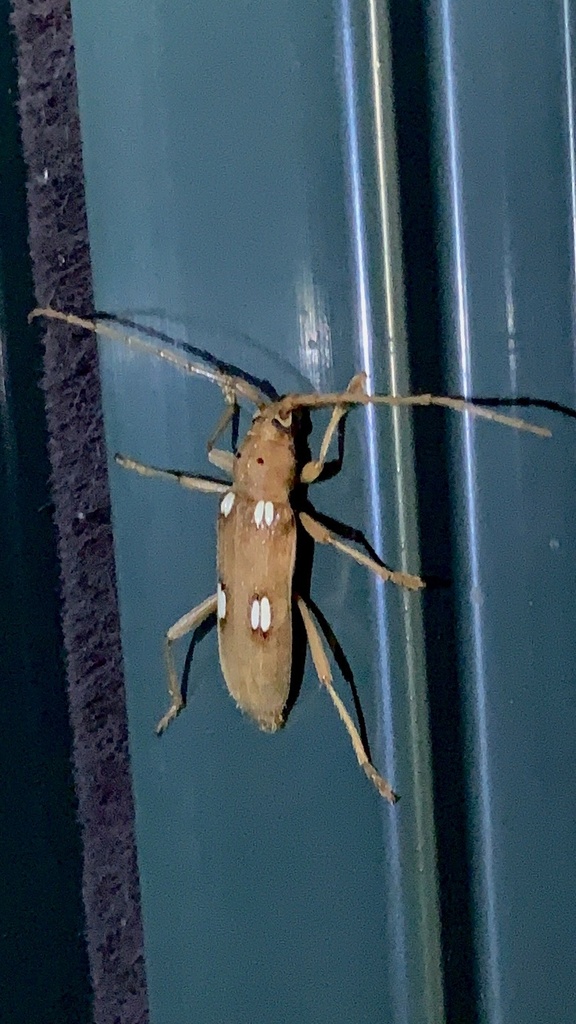 Ivory-marked Borer from Barnum Rd, New Creek, WV, US on August 23, 2020 ...