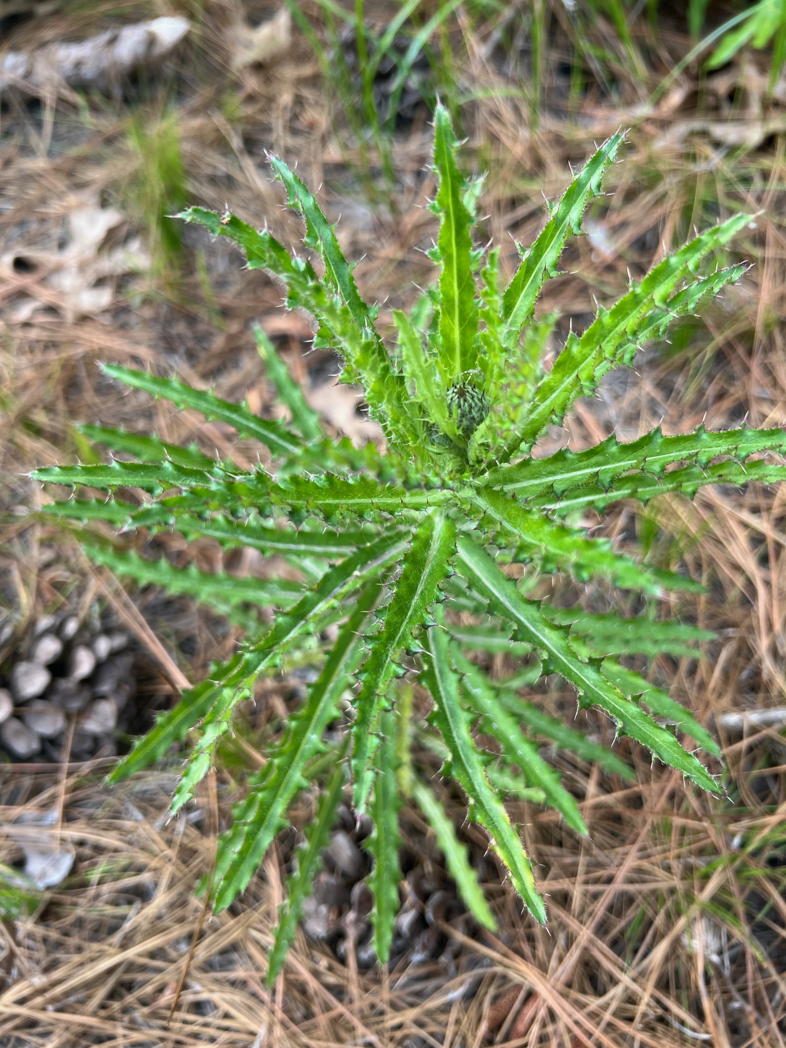 Cirsium repandum Michx.