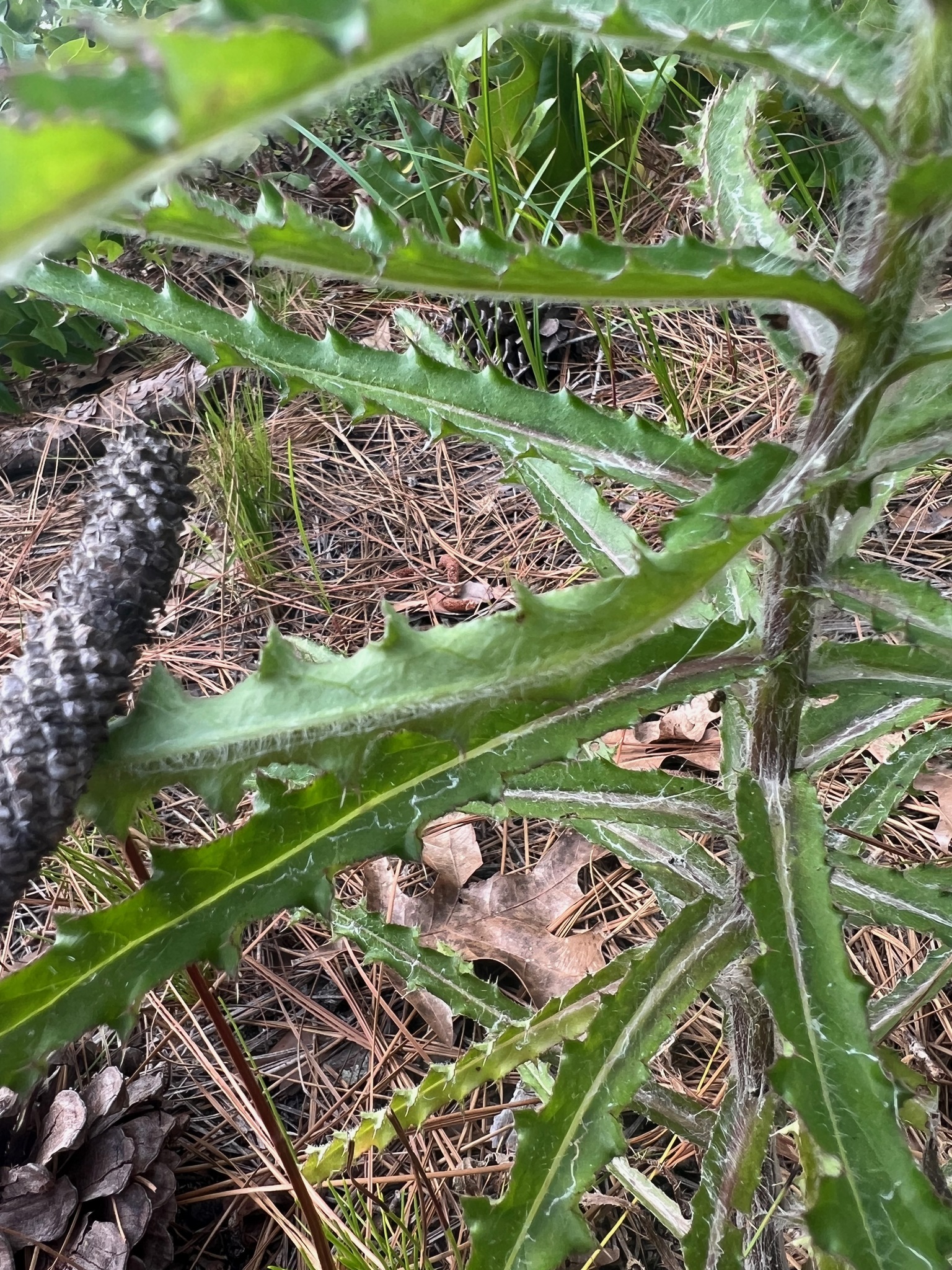 Cirsium repandum Michx.